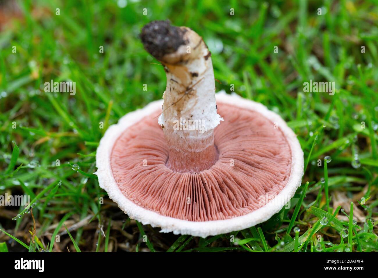 Gills and stipe Agaricus campestris Stock Photo - Alamy