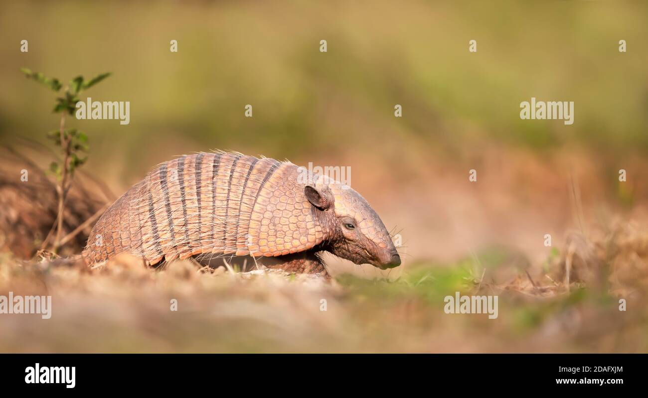 Armadillo burrow hi-res stock photography and images - Alamy