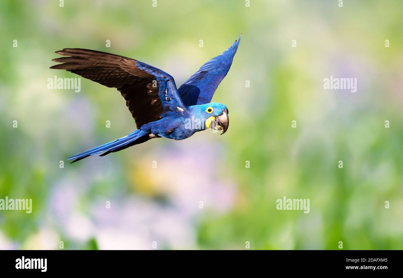 Close up of a Hyacinth macaw in flight, South Pantanal, Brazil Stock ...