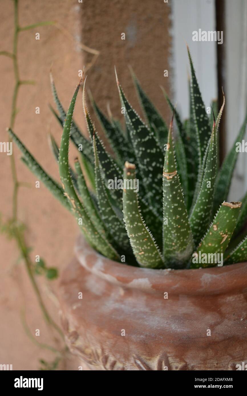 An aloe variety plant in a ceramic pot Stock Photo - Alamy