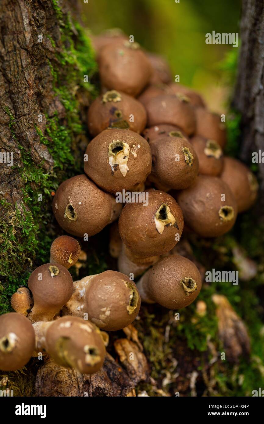 Containing spores hi-res stock photography and images - Alamy