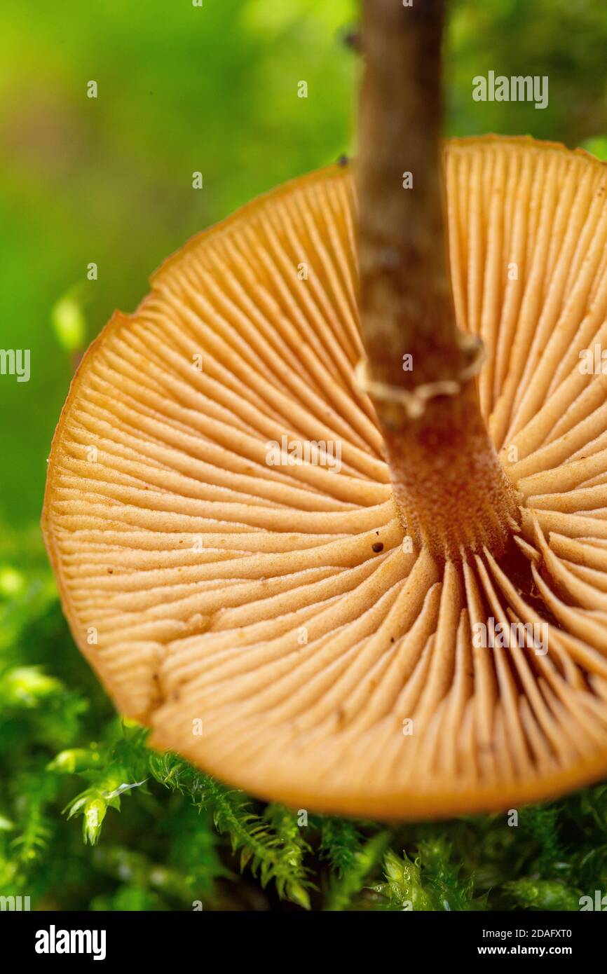 Gills of Galerina marginata Stock Photo - Alamy