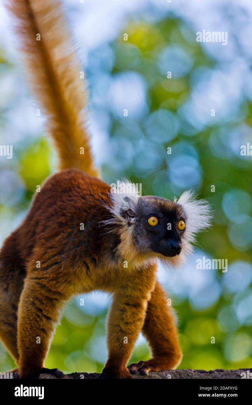 Female macaco lemur hi-res stock photography and images - Alamy