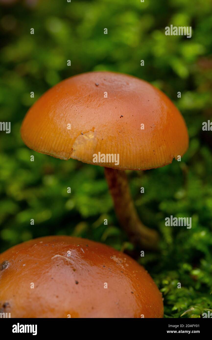 Deadly galerina hi-res stock photography and images - Alamy