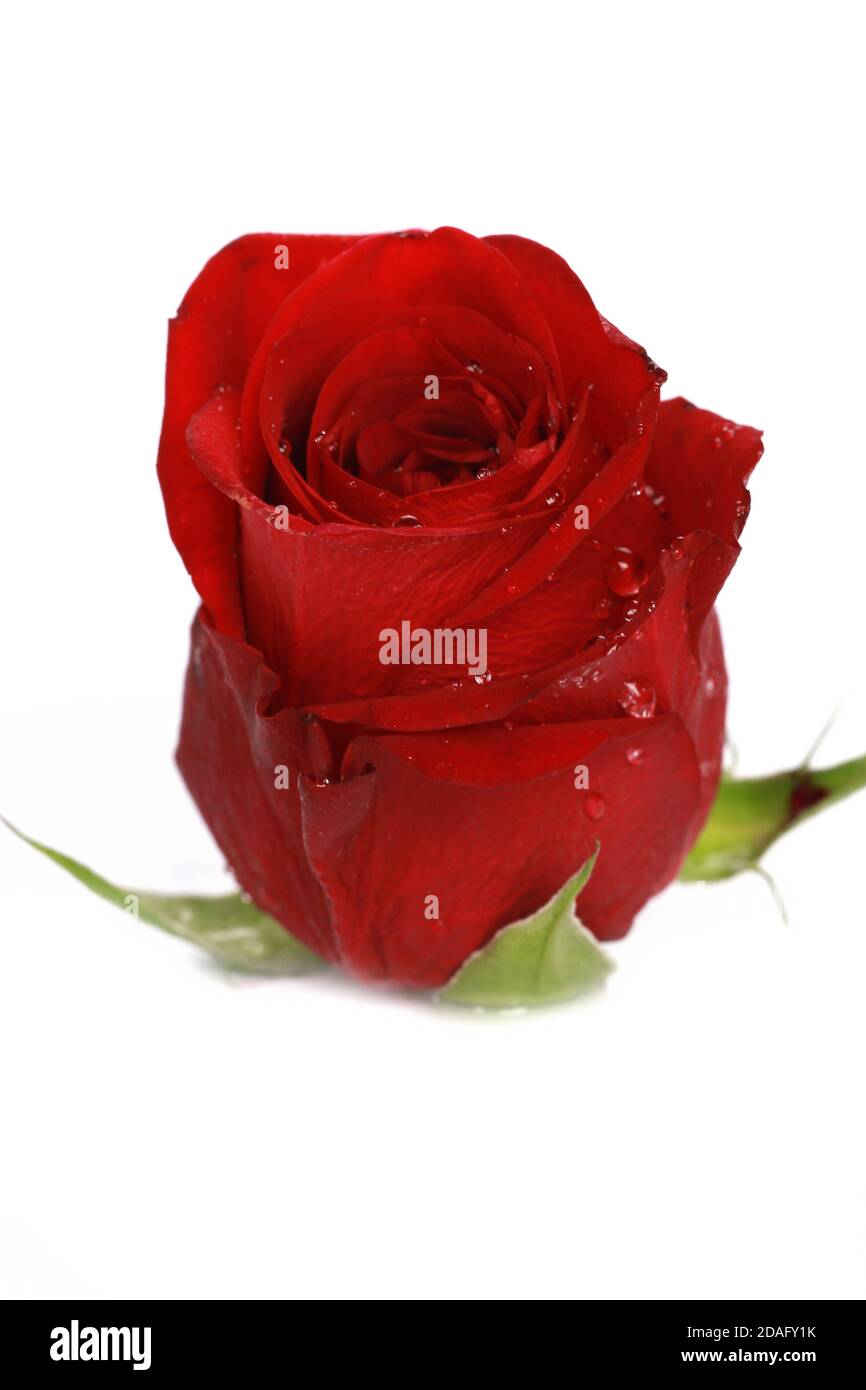Vertical shot of a red rose head with dew isolated on white background ...
