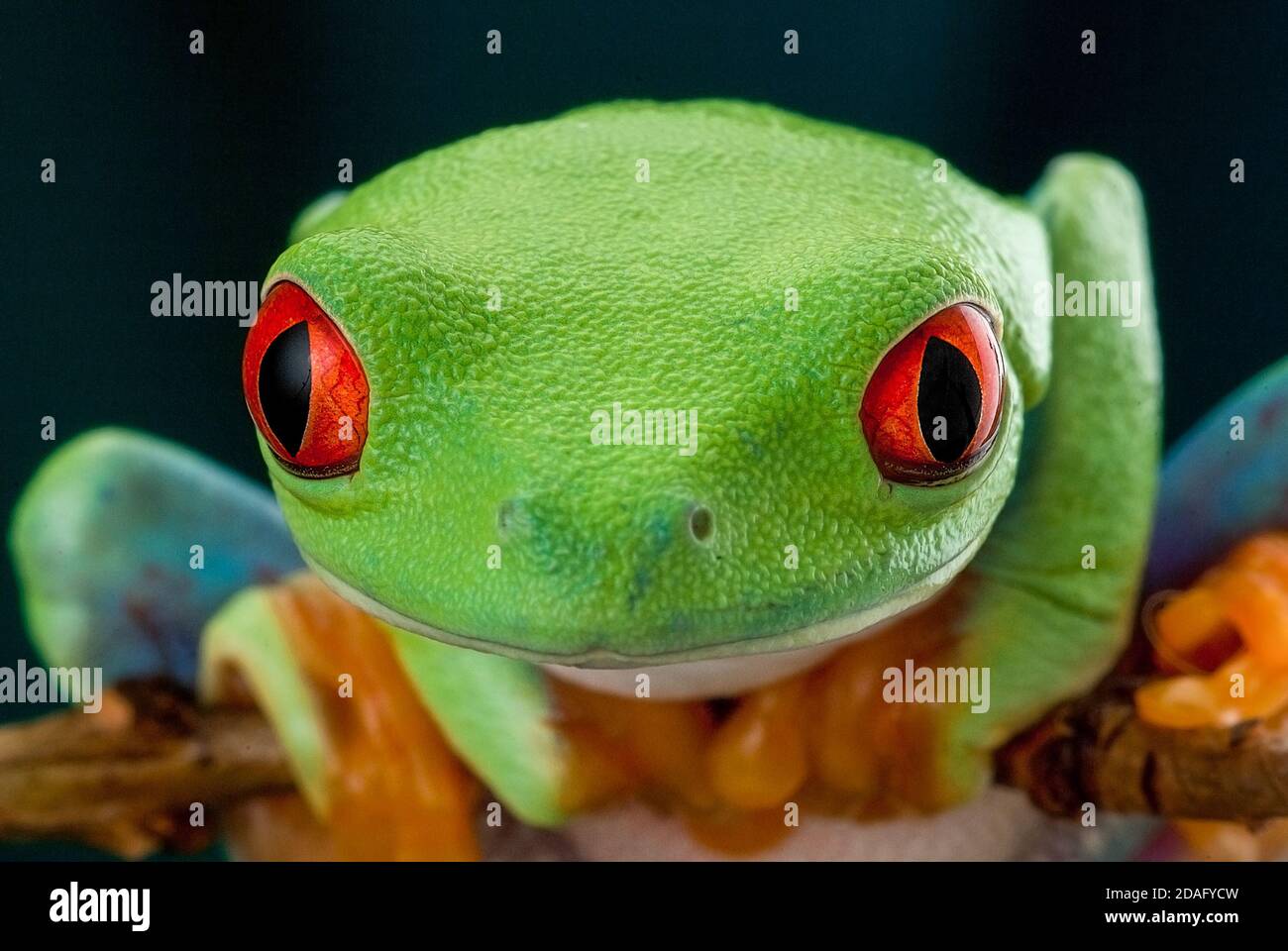 Red-eyed tree frog in the wild Stock Photo - Alamy