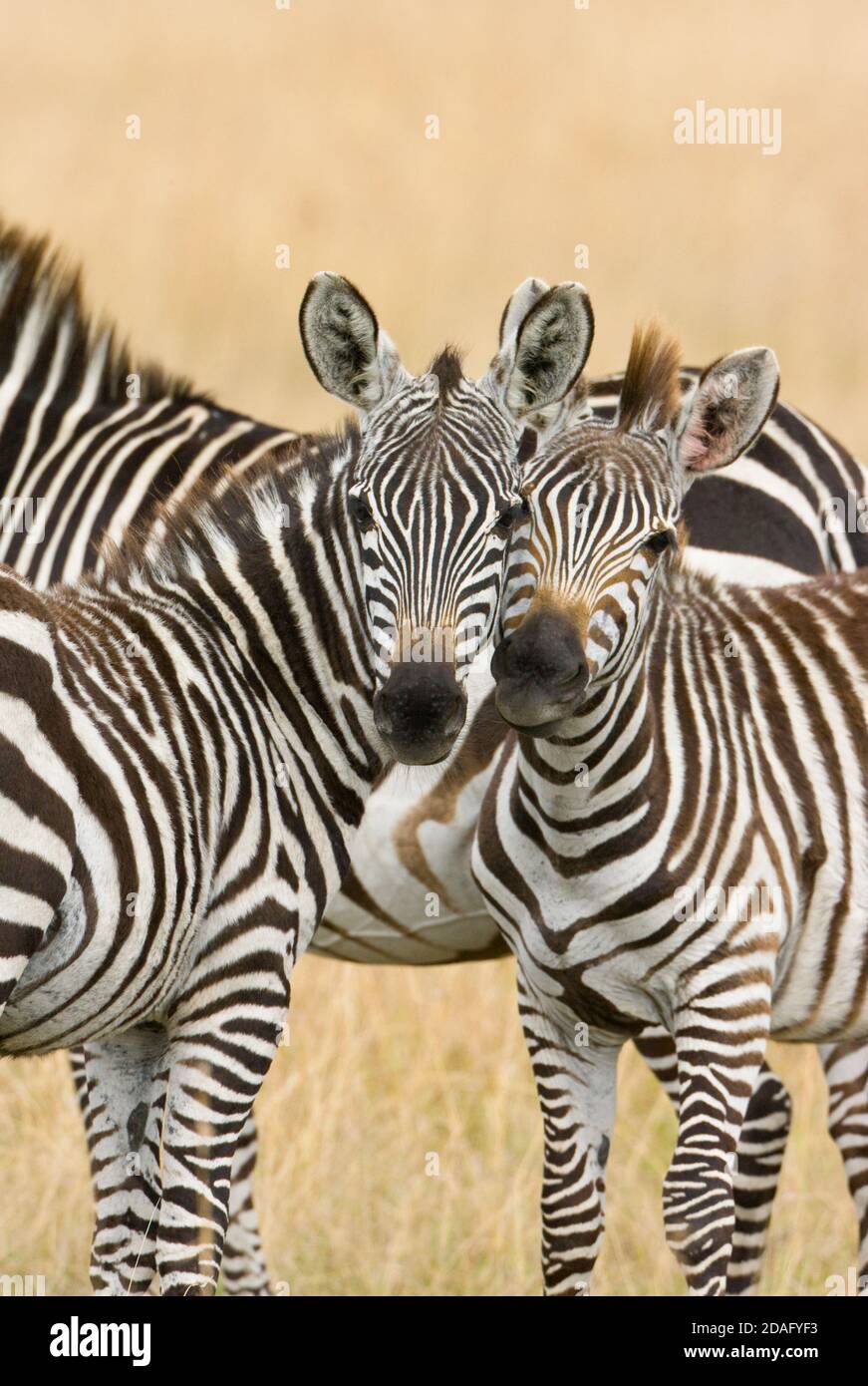 Savanna africa zebras hi-res stock photography and images - Alamy