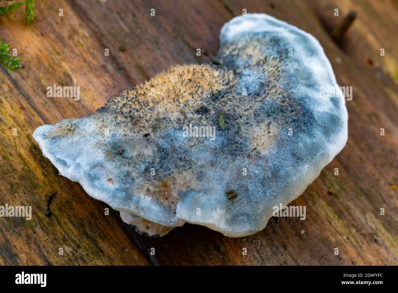 Blueing bracket fungus hi-res stock photography and images - Alamy