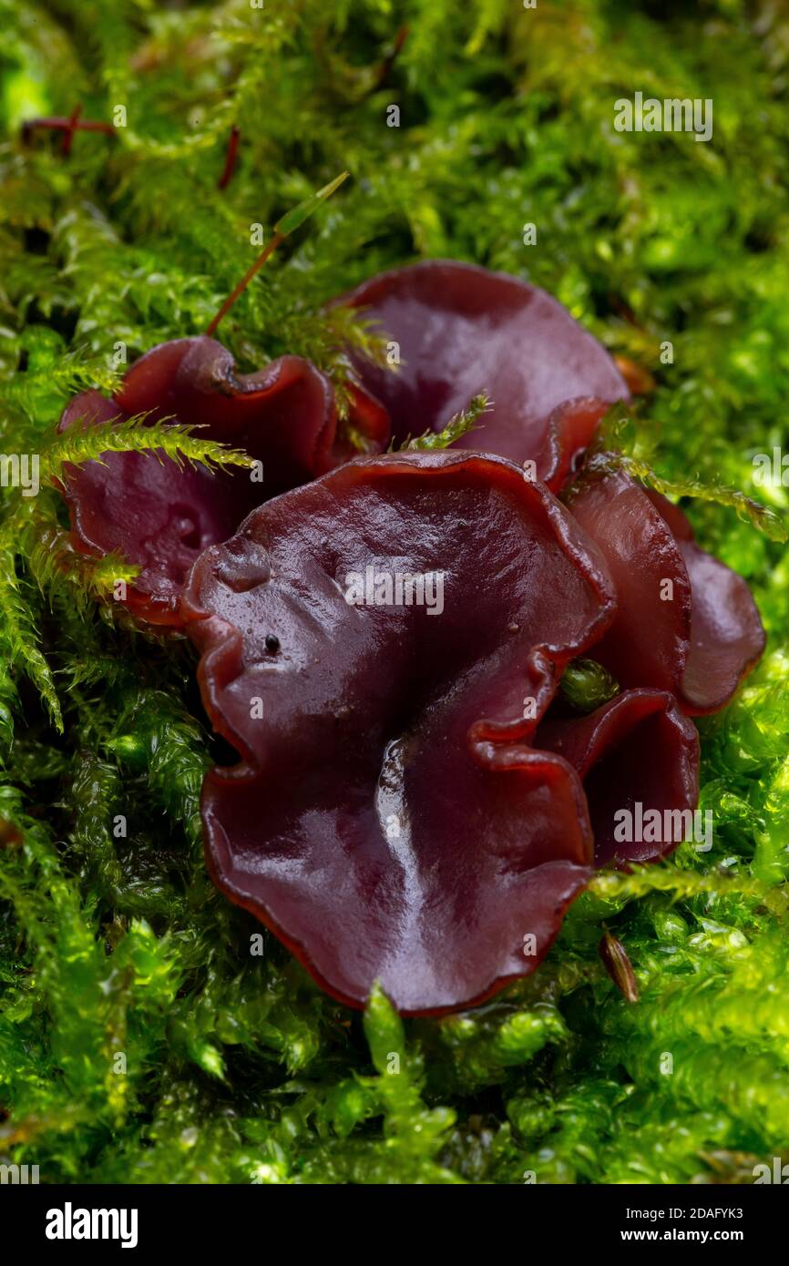 Sarcoides hi-res stock photography and images - Alamy