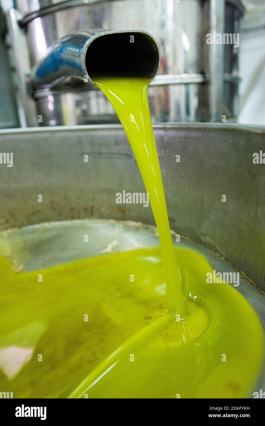 extraction of organic extra virgin oil after pressing the freshly ...