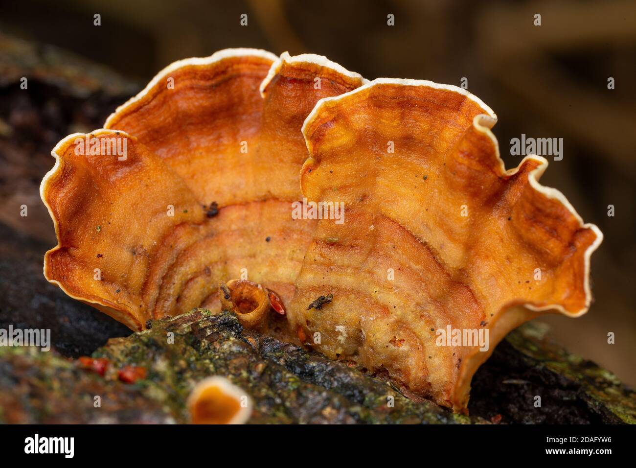 Stereum ostrea hi-res stock photography and images - Alamy