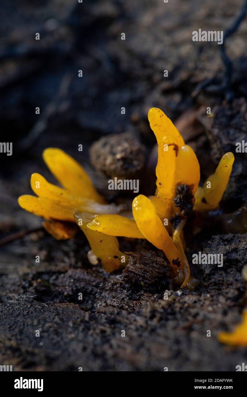 Calocera cornea hi-res stock photography and images - Alamy