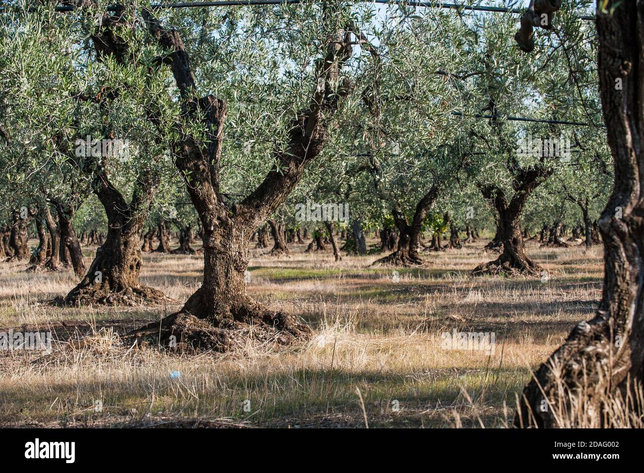 olive trees in Puglia region Italy Stock Photo - Alamy