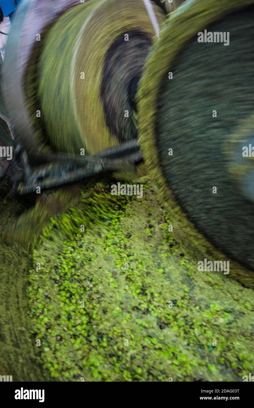 vertical shot of extraction of organic oil from olives by means of a ...