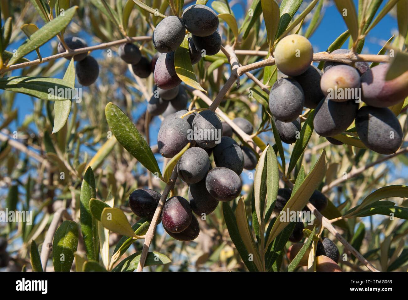 a group of black olives ready for harvest Stock Photo - Alamy