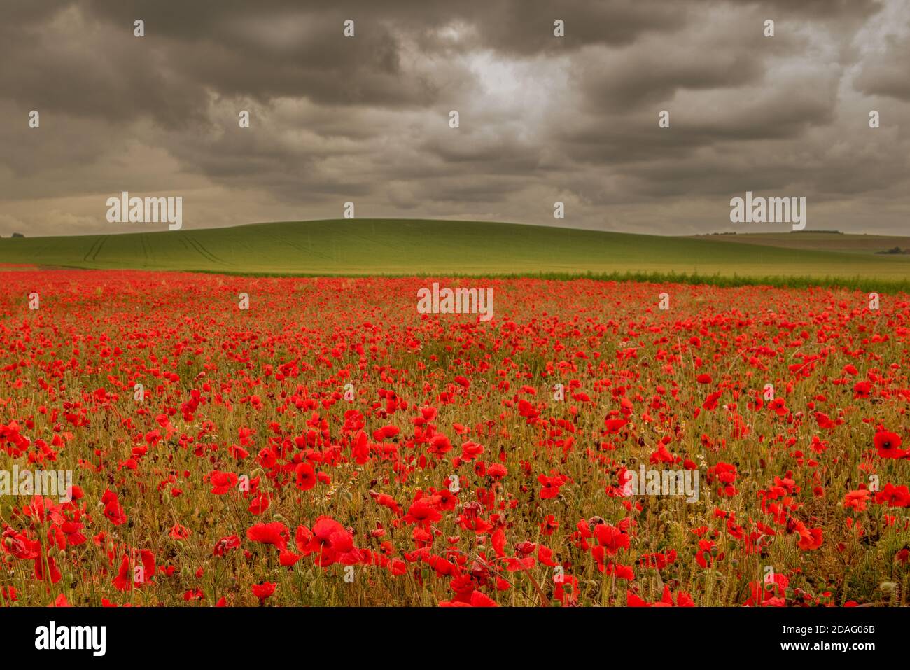 Opium poppy fields hi-res stock photography and images - Alamy