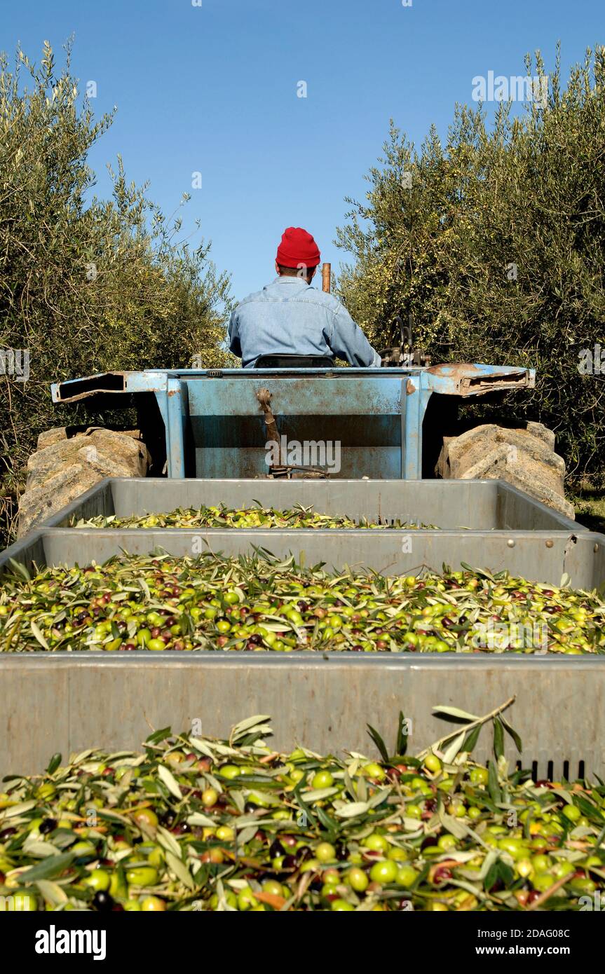 Olives Harvest Tractor High Resolution Stock Photography and Images - Alamy