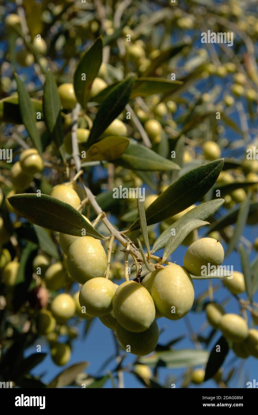 an olive tree of the Ascolana variety in central Italy used for the ...