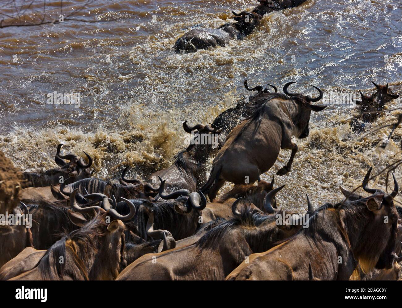Wildebeest migration, crossing the Masai River, Masai Mara, Kenya Stock ...