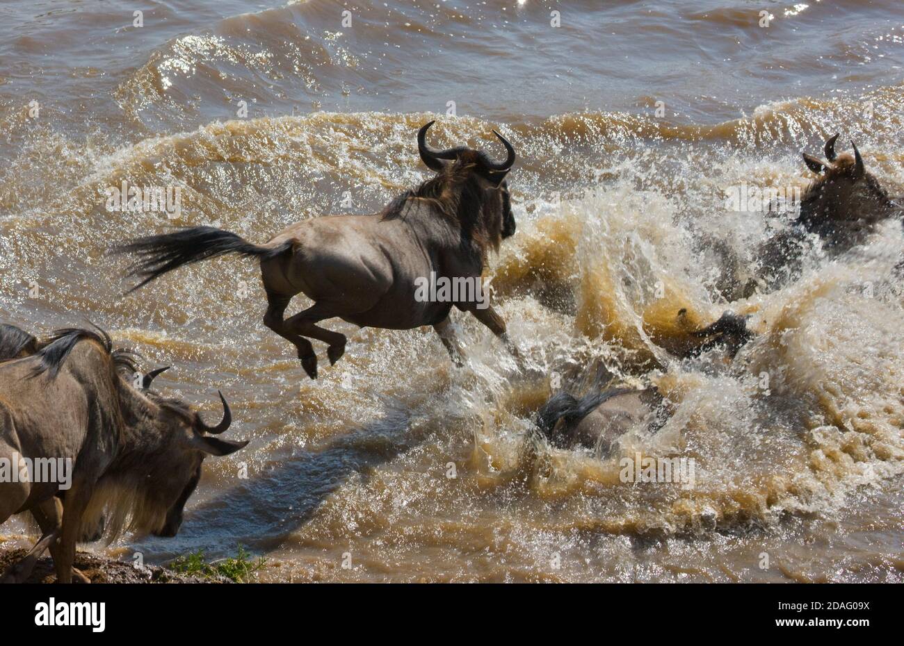 Wildebeest migration, crossing the Masai River, Masai Mara, Kenya Stock ...