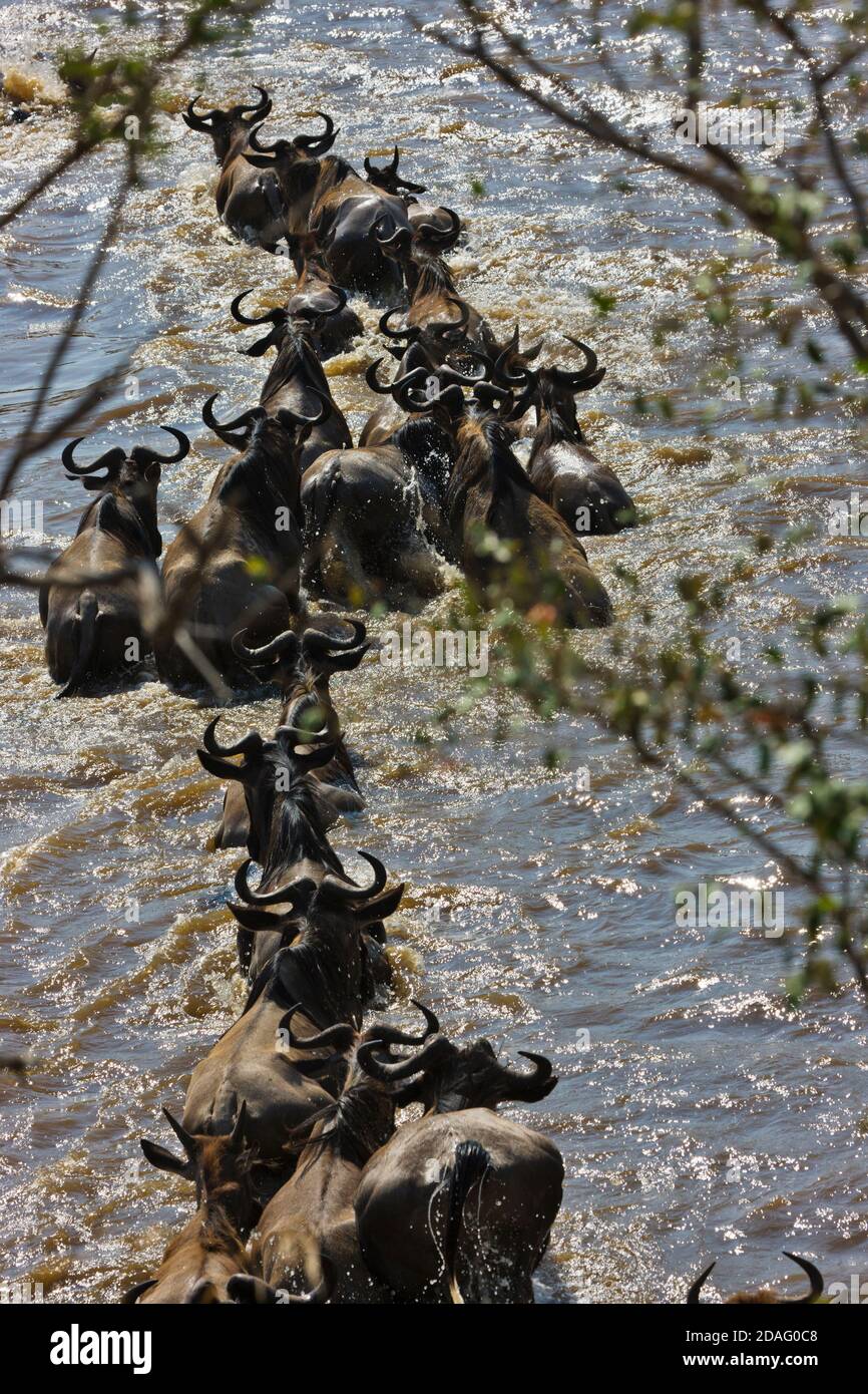 Wildebeest migration, crossing the Masai River, Masai Mara, Kenya Stock ...