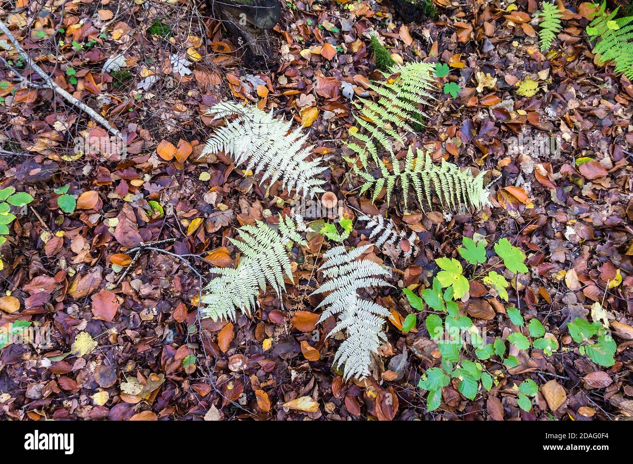 fern on the background of fallen leaves, bracken in the forest in ...