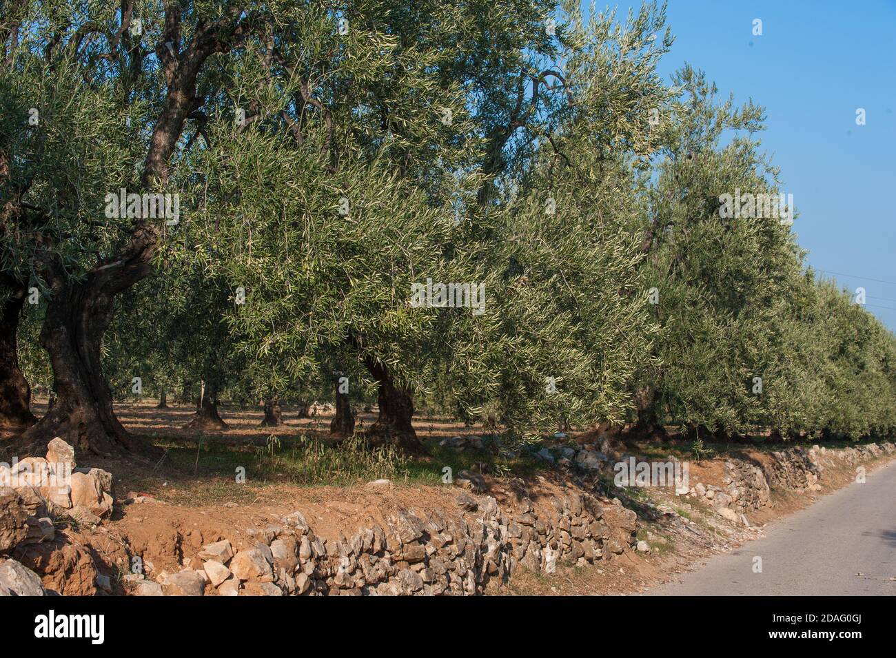 cultivation of centenary olive trees along a road in southern Italy ...