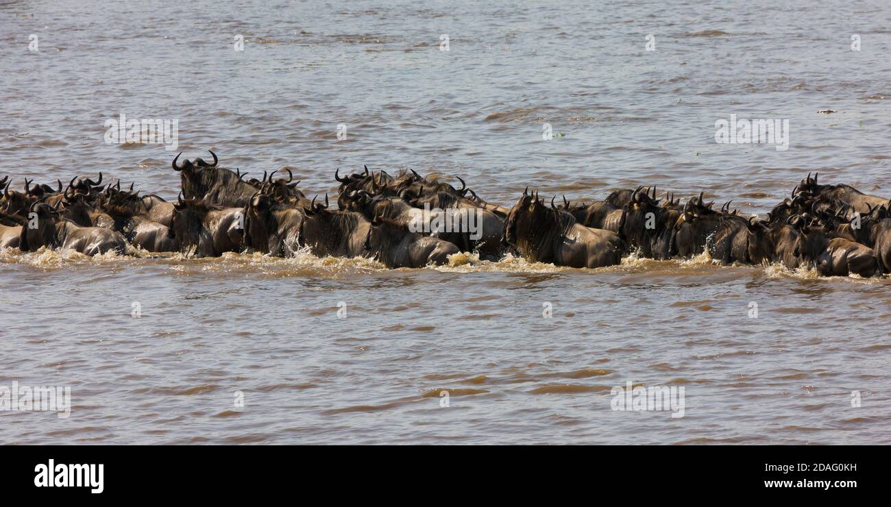 Wildebeest migration, crossing the Masai River, Masai Mara, Kenya Stock ...