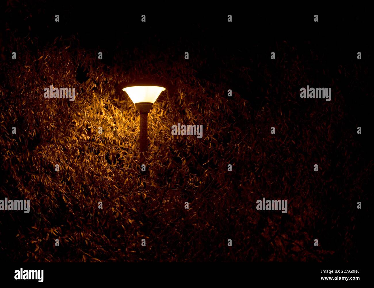 A single street light lighting tree leaves under it Stock Photo - Alamy