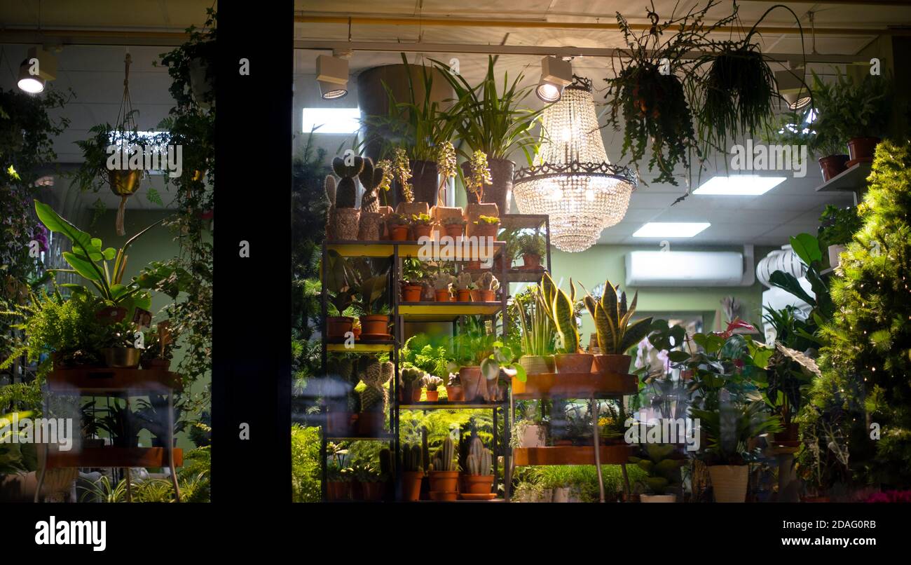 A green jungle store view behind the window Stock Photo - Alamy