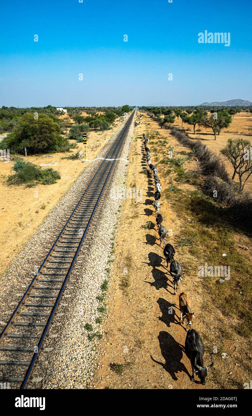 cows are lined up in a row next to the railway track Stock Photo - Alamy