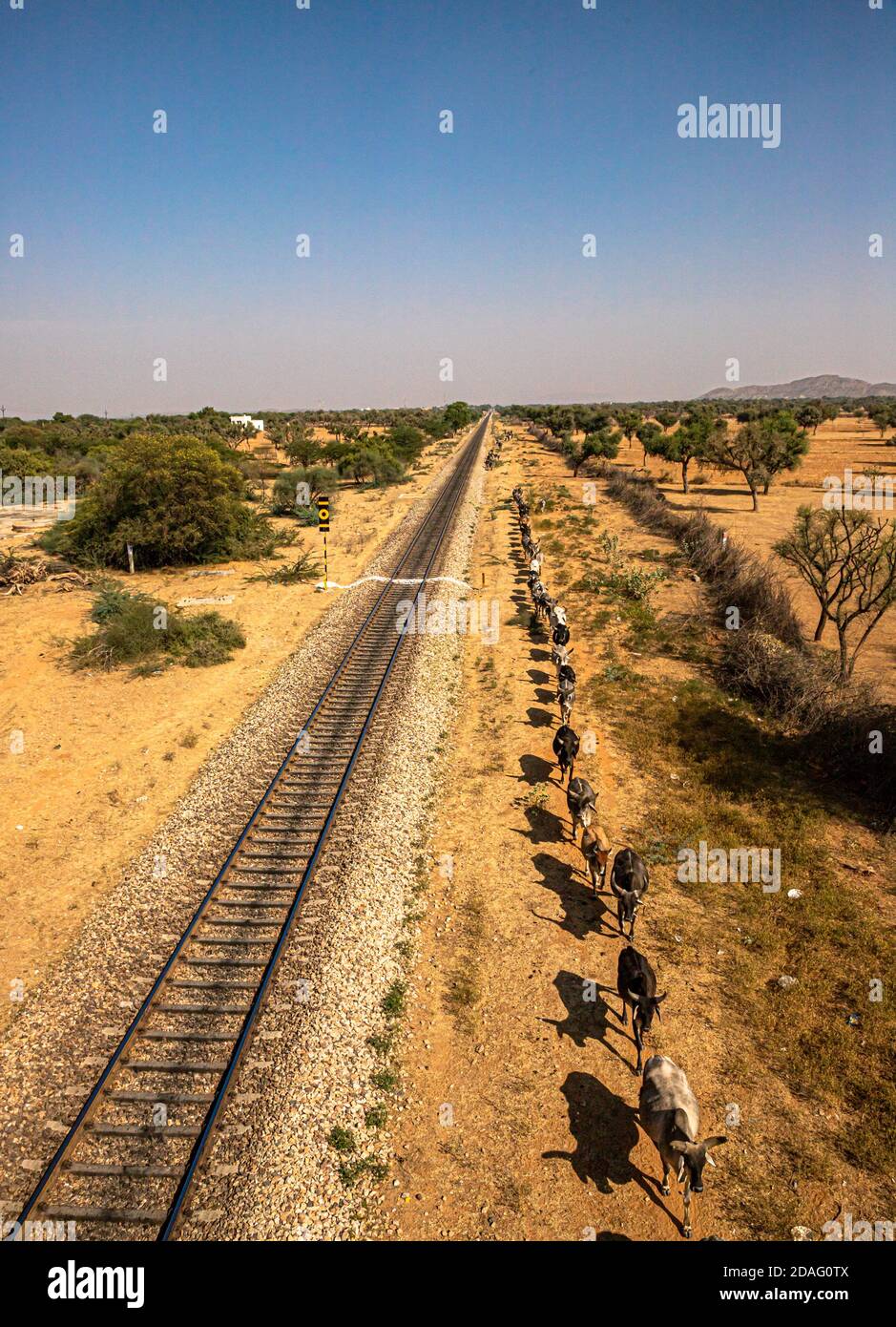 cows are lined up in a row next to the railway track Stock Photo - Alamy