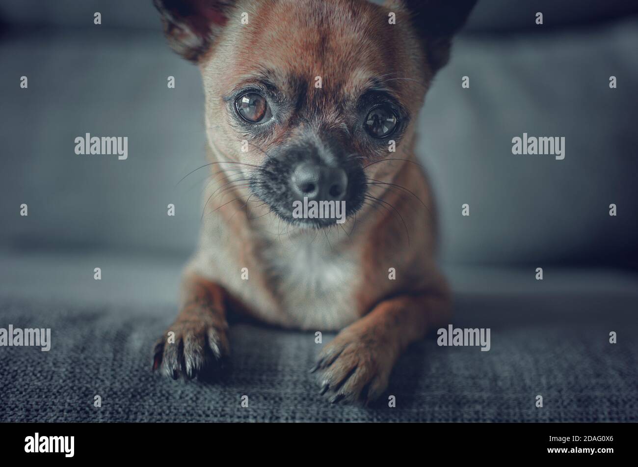 Selective attention focus on background hi-res stock photography and ...