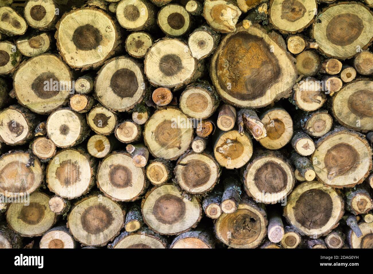 Cross section trees hi-res stock photography and images - Alamy