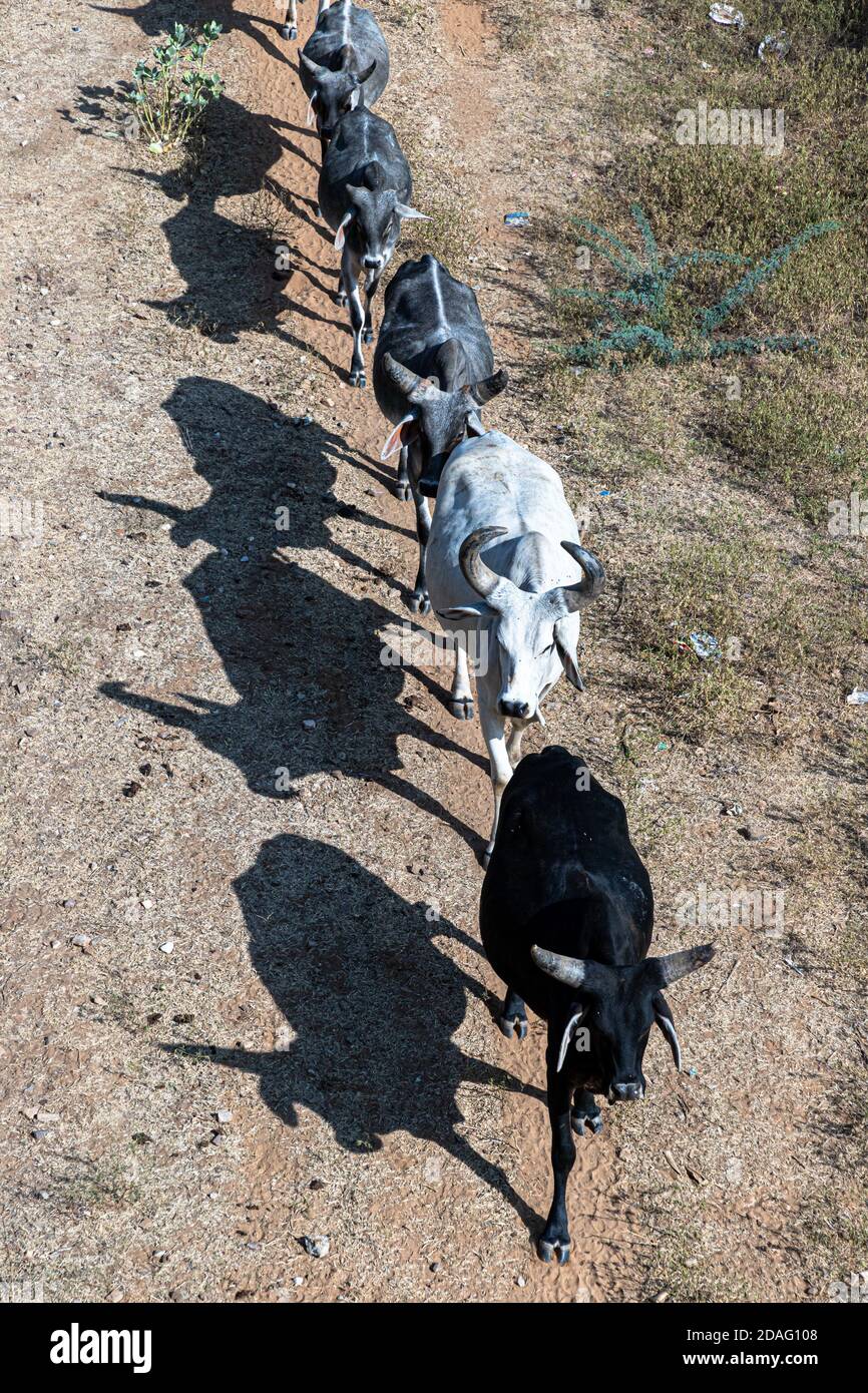 cows are lined up in a row,making pattern of straight line Stock Photo ...