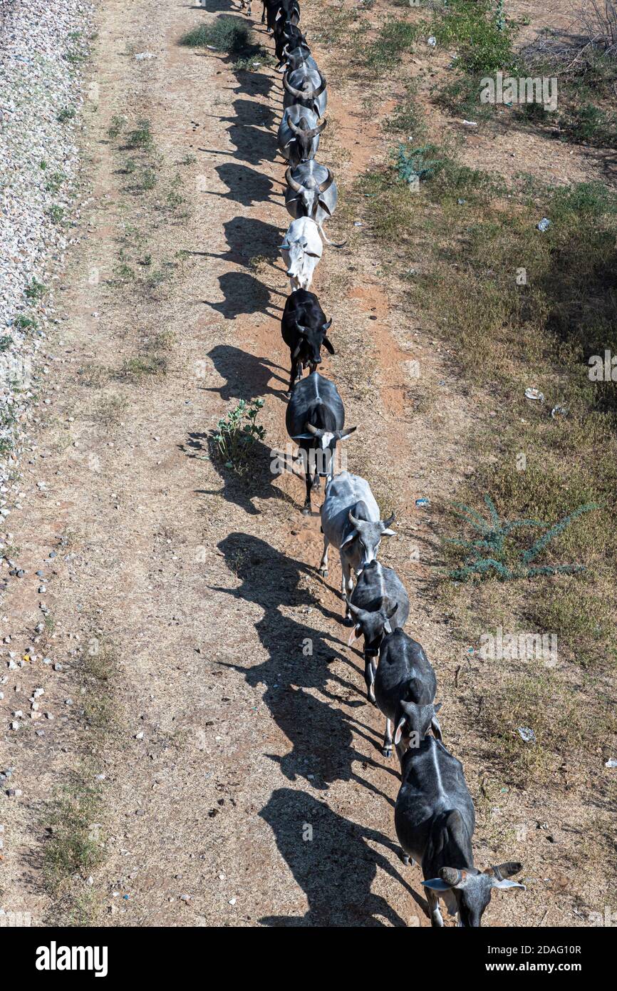 cows are lined up in a row,making the pattern of straight line Stock ...