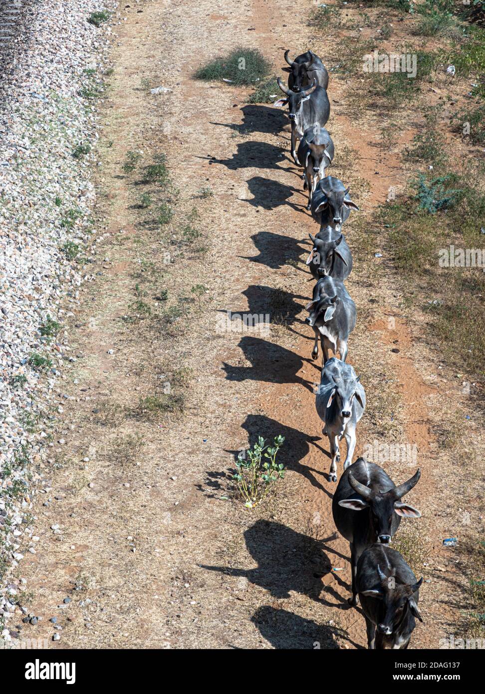 cows are lined up in a row,making the pattern of straight line Stock ...