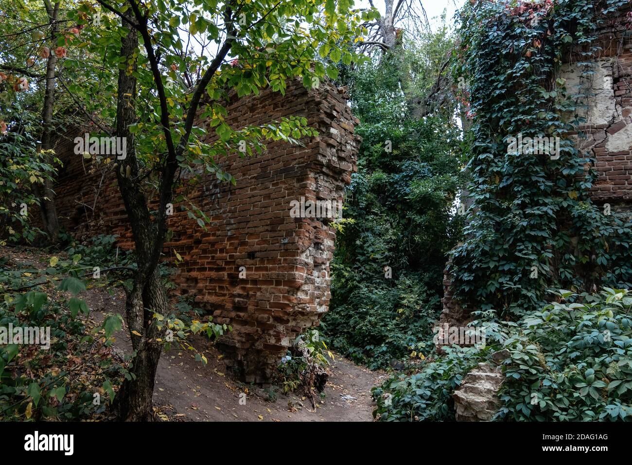 Old overgrown red brick ruins in autumn Stock Photo - Alamy