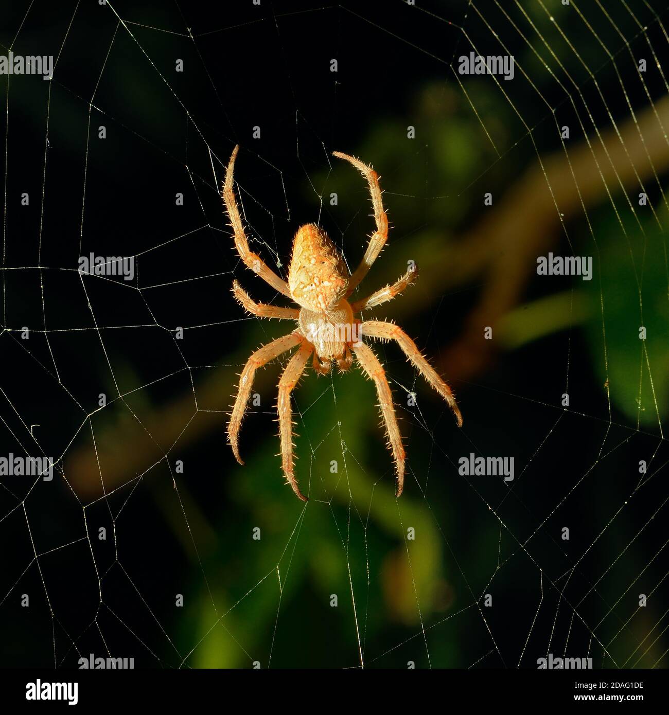 Spider at night photo hi-res stock photography and images - Alamy