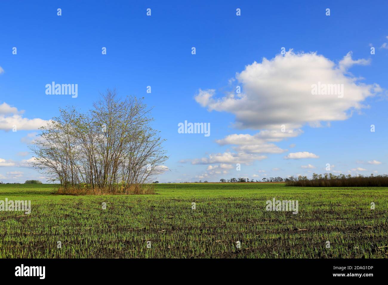 Grove in middle of green agricultural field under nice blue sky Stock ...