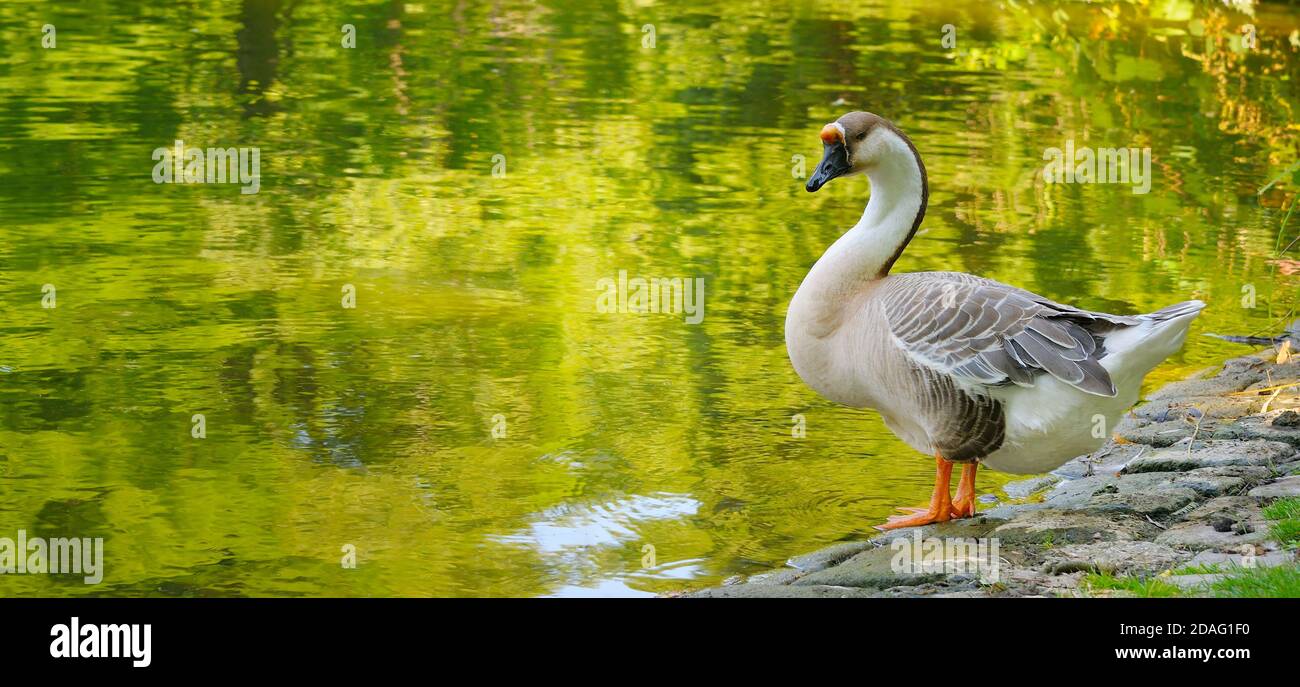 Gray goose against the backdrop of a lake in a summer park. Wide photo ...