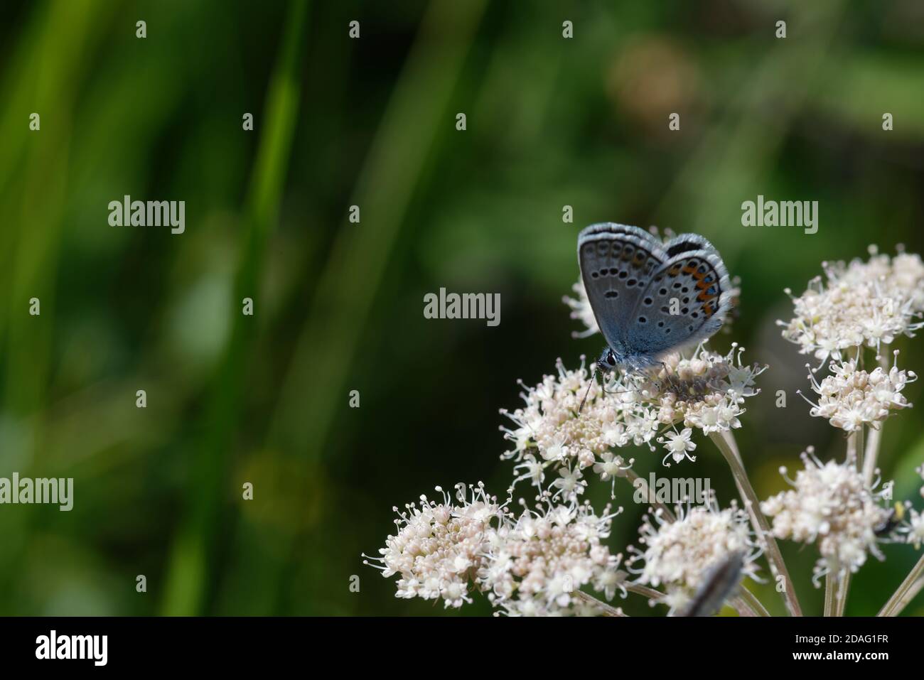 Plebejus idas, the Idas blue or northern blue, is a butterfly of the ...