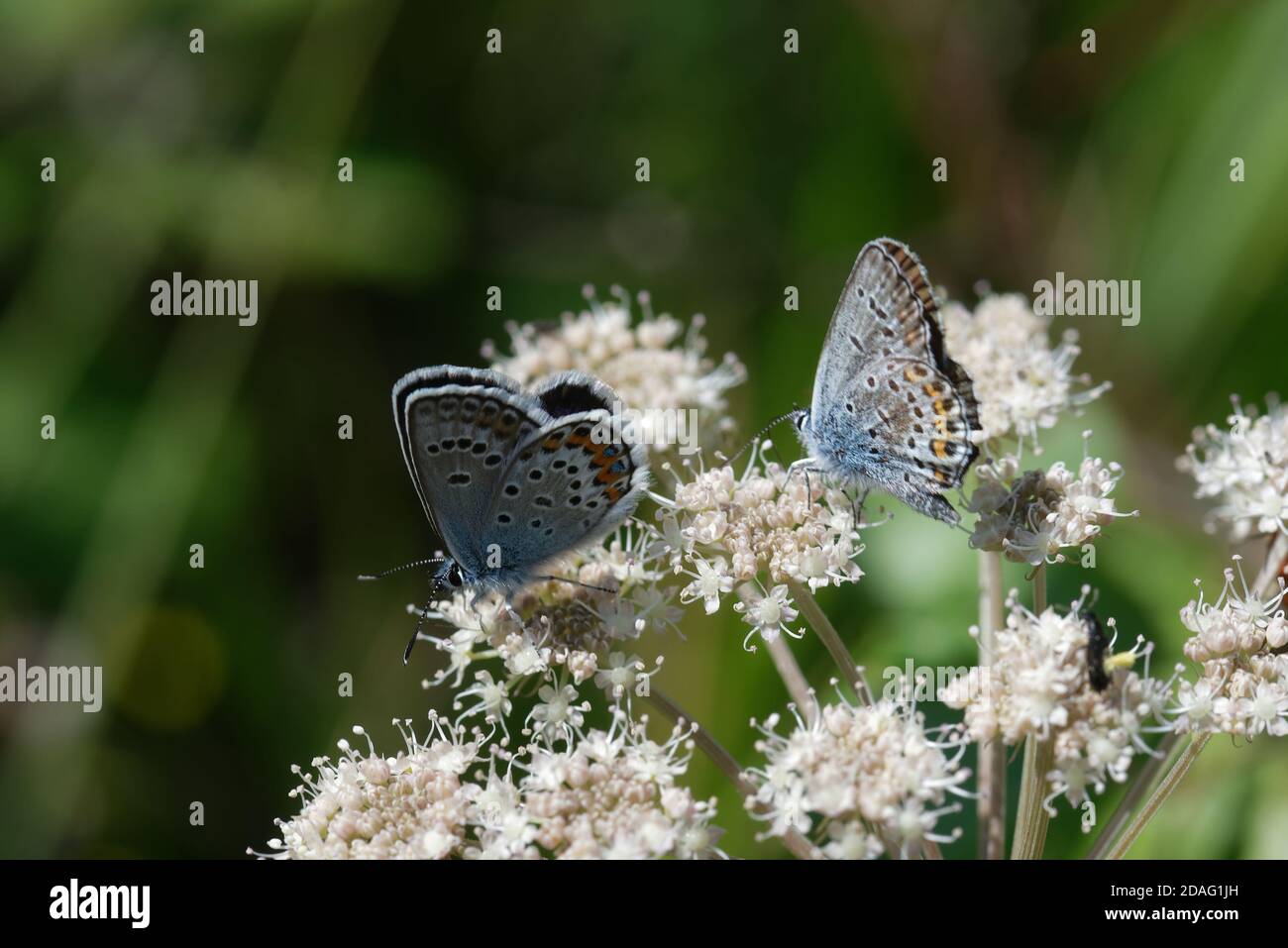 Plebejus idas, the Idas blue or northern blue, is a butterfly of the ...