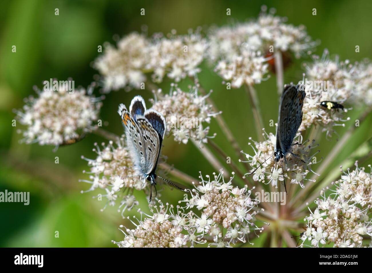 Plebejus idas, the Idas blue or northern blue, is a butterfly of the ...