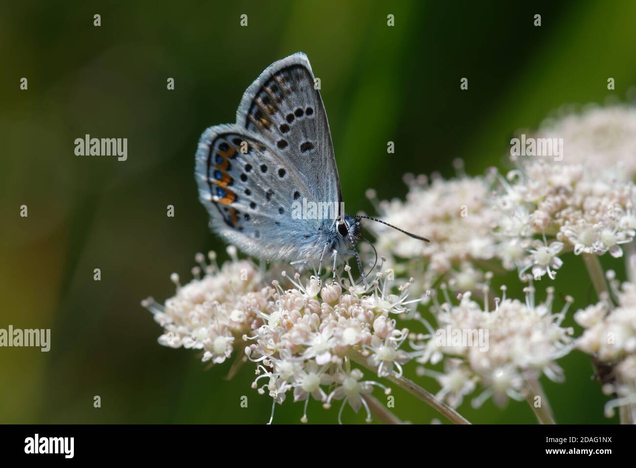 Plebejus idas, the Idas blue or northern blue, is a butterfly of the ...