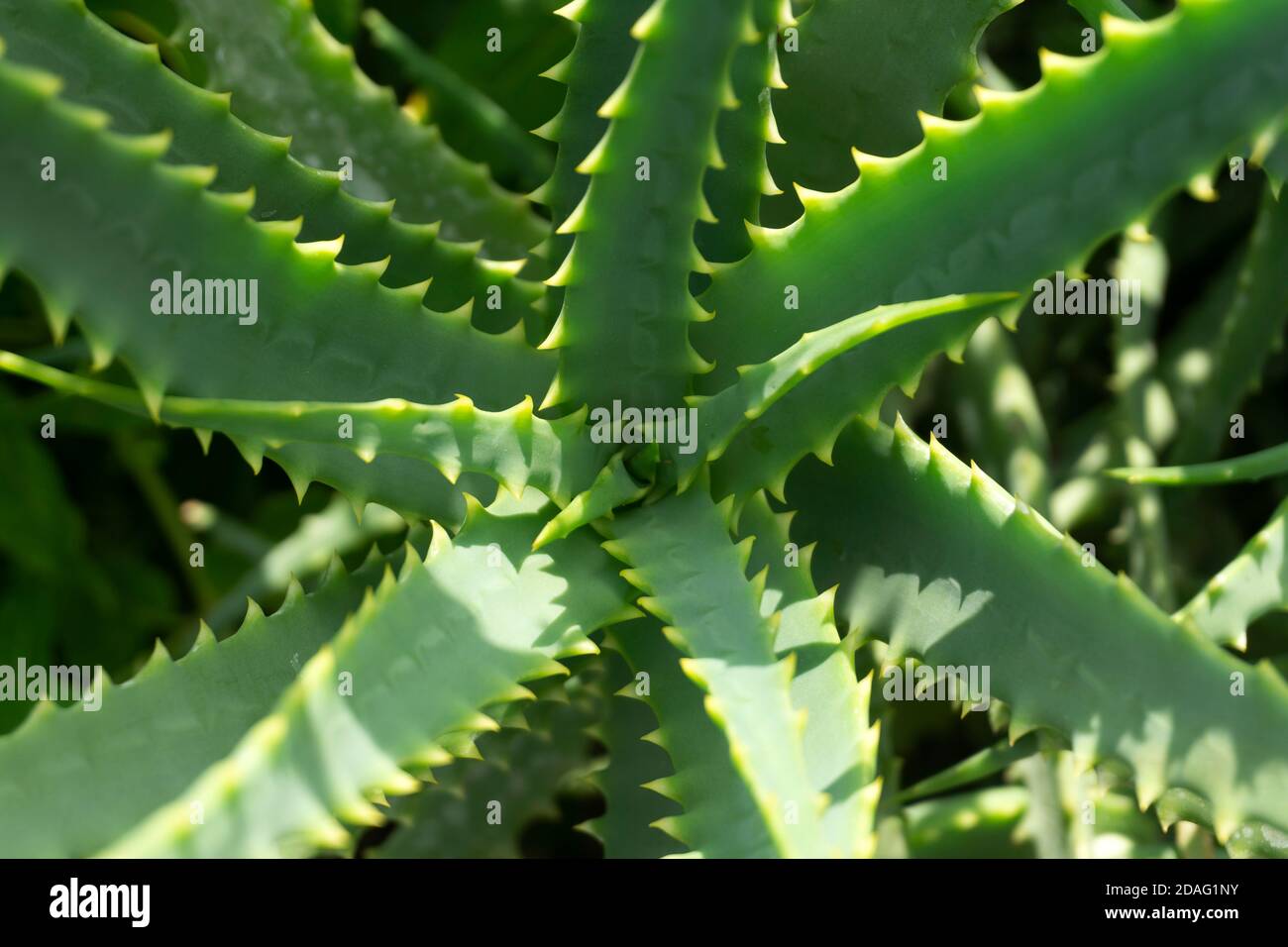 Aloe succulent cactus. Aloe pattern from above Stock Photo - Alamy