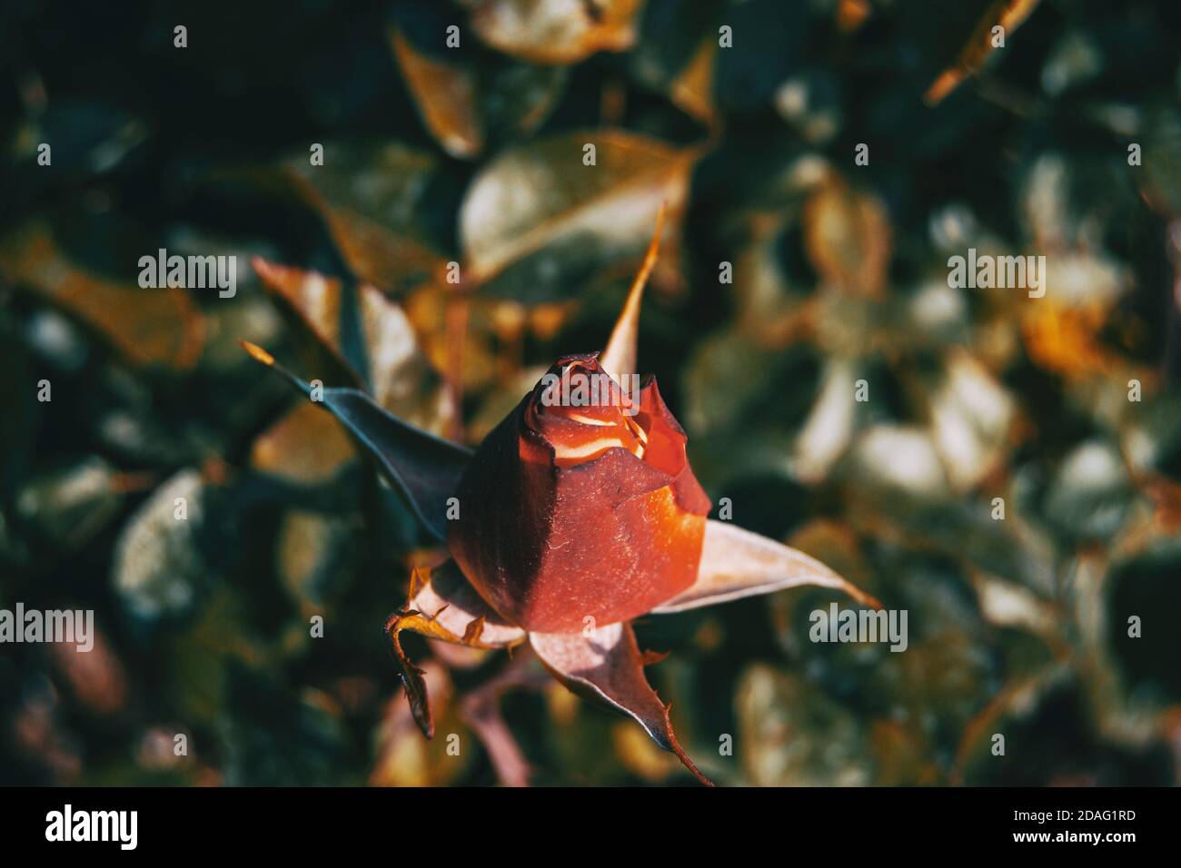 Detail of a red closed rose centered in the picture Stock Photo - Alamy