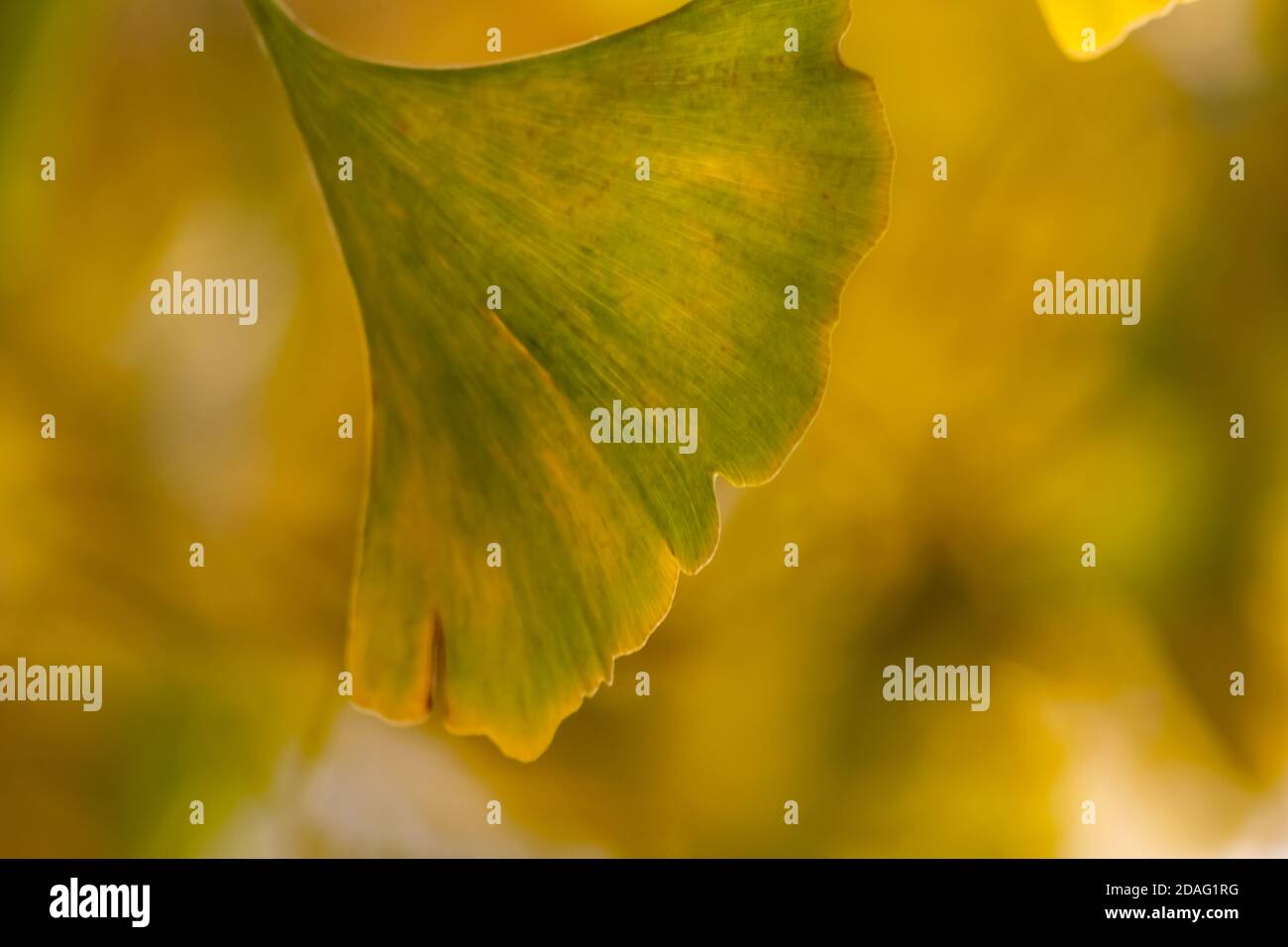 Colorful gingko leaves in autumn and fall shine bright in the backlight ...