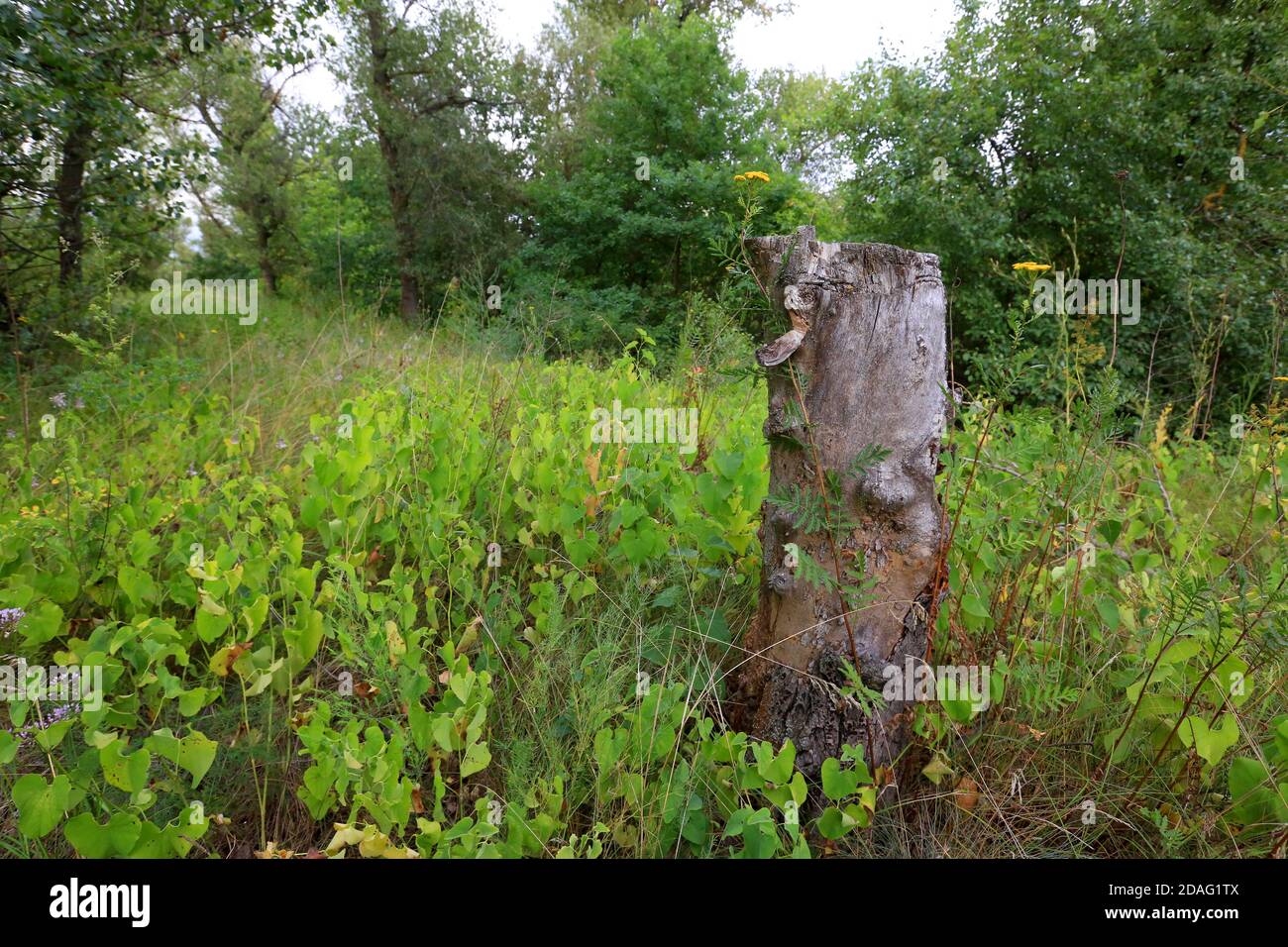 Stub structure hi-res stock photography and images - Alamy