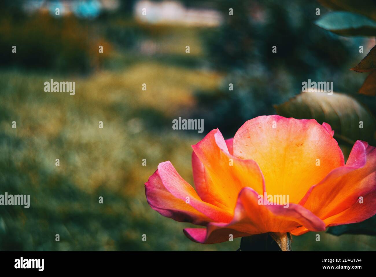 Yellow rose with pink edges hi-res stock photography and images - Alamy